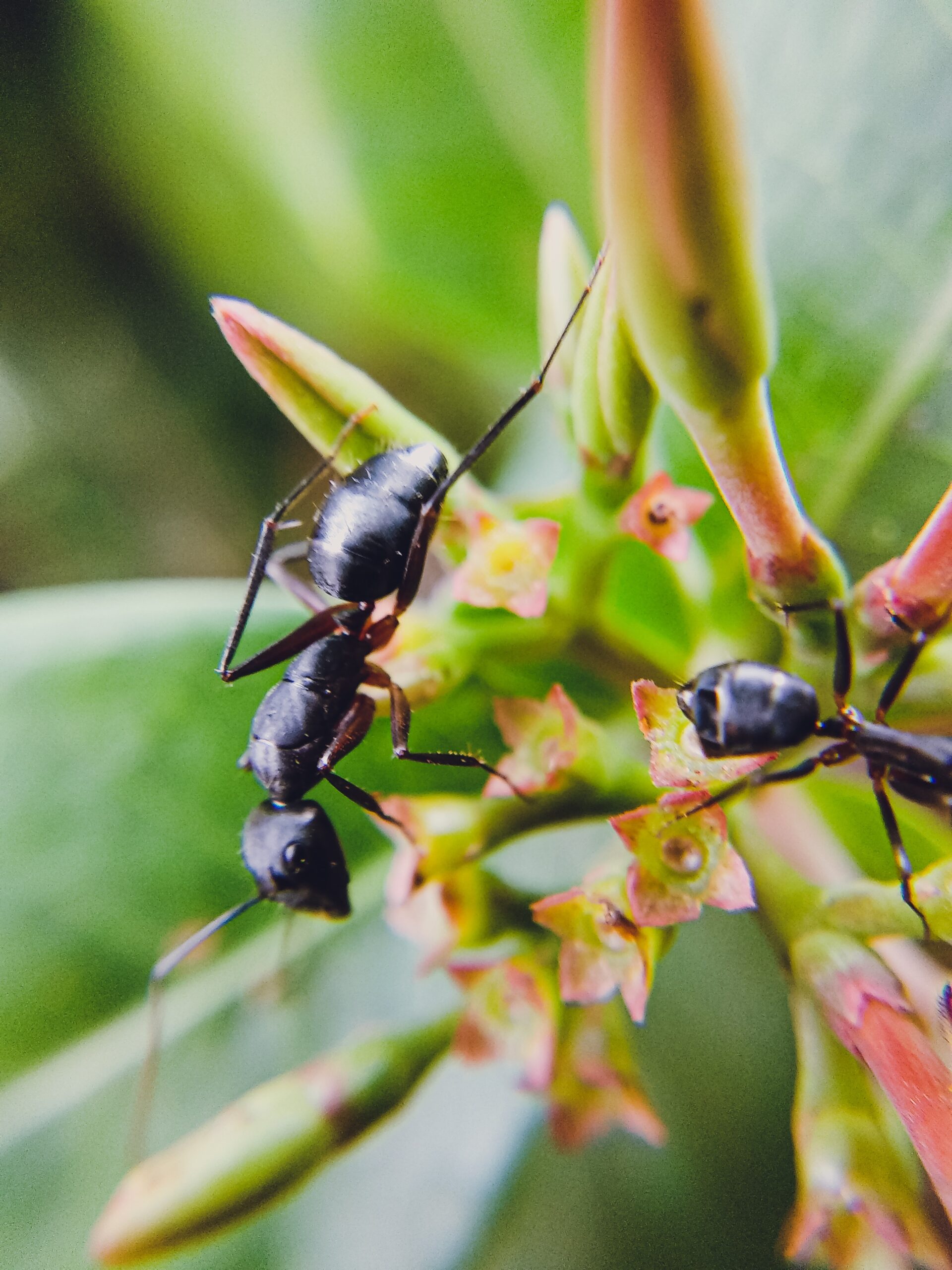 Best way to keep garden pests under control.